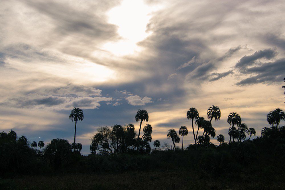The Ultimate Travel Guide to El Palmar National Park