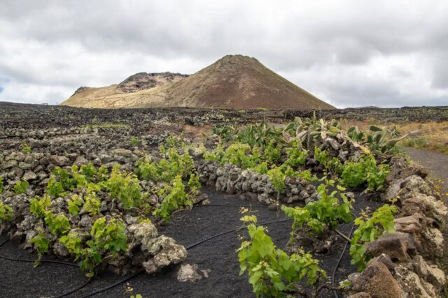 Which Canary Island is Best to Visit? Complete Travel Planning Guide