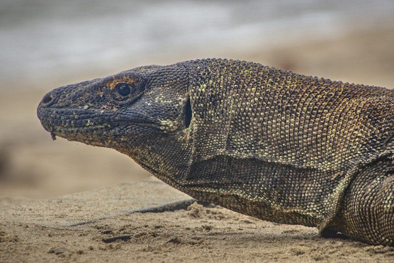 5 things I wish I knew before joining the 4 day Komodo tour from Lombok ...